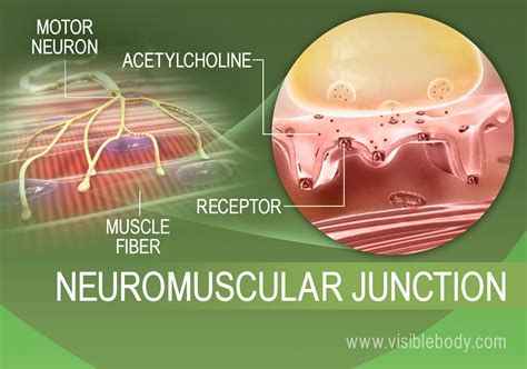Sistema Muscular Aprenda Anatomía Muscular Tjmbb