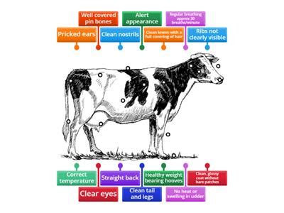 Cow Teaching Resources