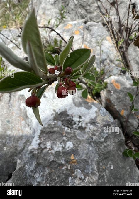 Common Cotoneaster Cotoneaster Integerrimus Plantae Glamoč Federacija Bosne I Hercegovine