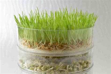Bean Sprouts Kit At Alannah Macquarie Blog
