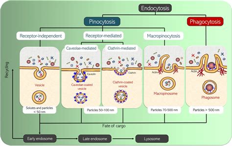 Simplified View Of The Pathways Of Cellular Uptake Of Particles
