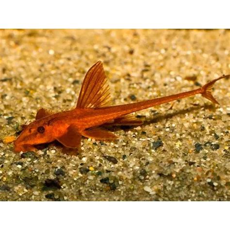 Red Lizard Whiptail Catfish