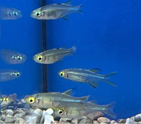 Celebes Rainbow Blue Reef Aquatics Tropical Fish