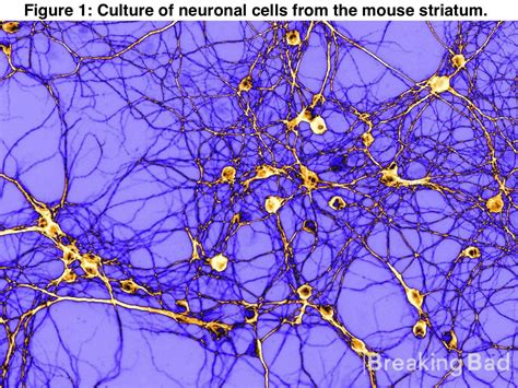 Molecular Dependence Switch Breaking Bad Your Secure Darknet