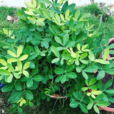 Native Stingless Bees Ph