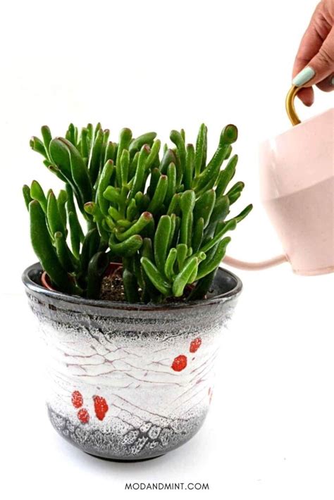 Indoor Crassula Ovata Gollum Jade Succulent Care Guide