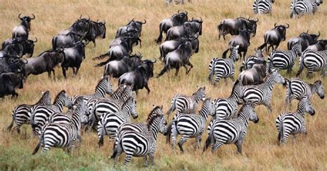 Great Wildebeest Migration In Kenya Best Time To Visit 2026