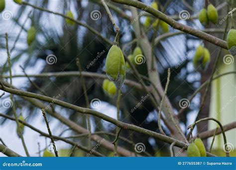 Ceiba Pentandra Or Bombax Ceiba Fruit Of White Silk Cotton Tree This Green Fruit Is Source Of