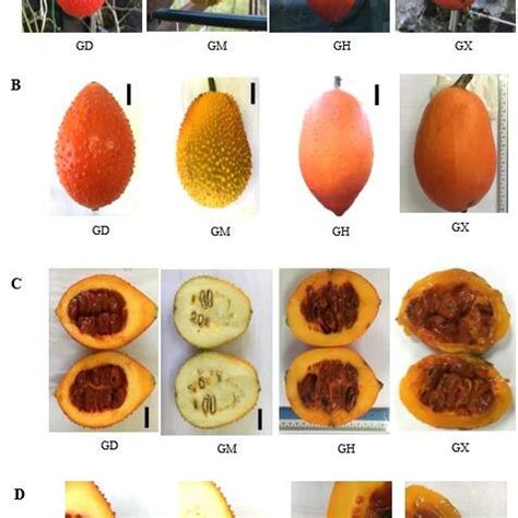 Fruit Morphology A Gac Fruit At The Field B Front View Of Gac Fruit