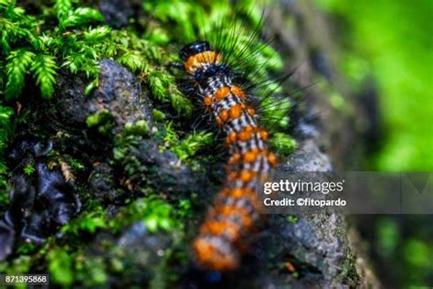 Black And Orange Caterpillars Photos And Premium High Res Pictures