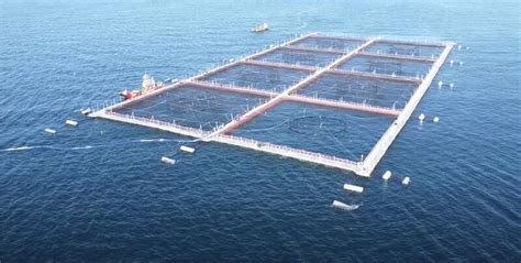 Chile Takes First Steps To Explore Offshore Salmon Farming Opportunity