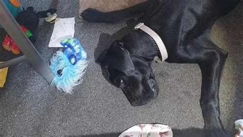 Petition · Justice For Biggie The 9 Month Cane Corso Puppy Tortured To