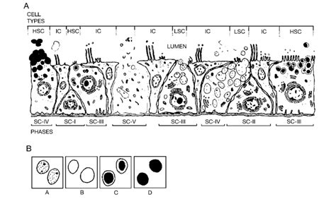 A General Diagrammatic Representation Of The Secretory Epithelium Download Scientific Diagram