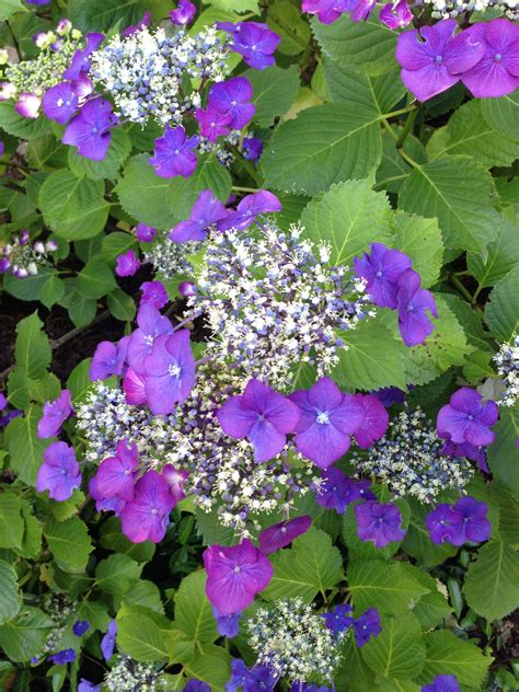 Lace Leaf Hydrangeas At Frank Paxton Blog