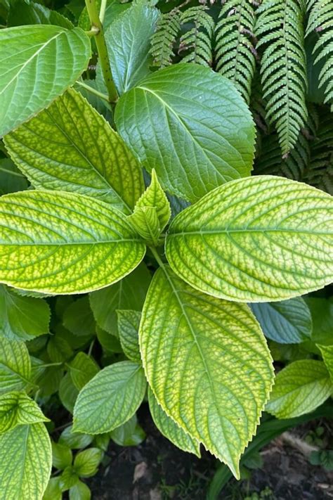 What Ails Hydrangeas 4 Common Diseases And How To Treat Them Garden