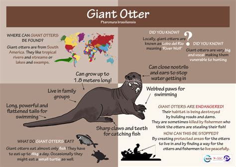 Giant Otters Size Comparison
