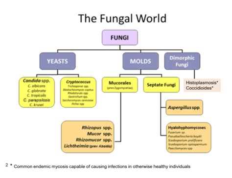 Antifungals Flashcards Quizlet