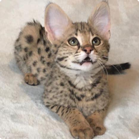 Available F1 Savannah Kittens For Sale — F1 Savannah Cat Breeder