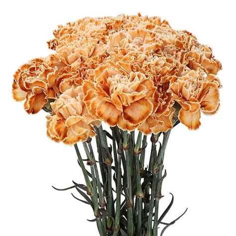 Dyed Carnations Wholesale Dutch Flowers Direct And Florist Supplies Uk