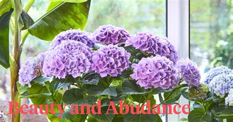 All About Hydrangea World On Mythursd Meetup Spot