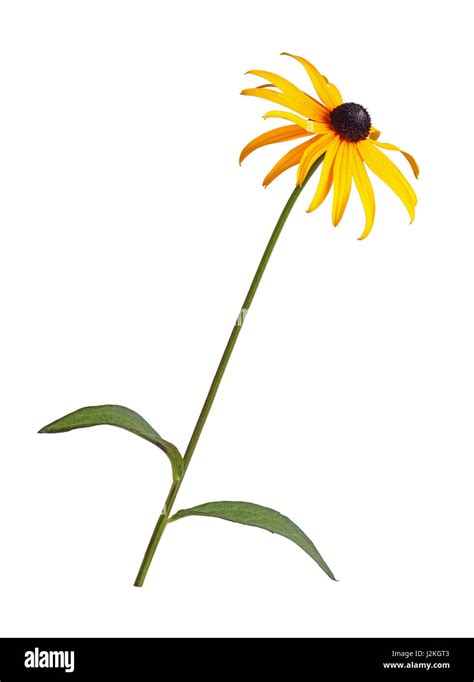 Single Stem With Leaves And Compound Yellow And Black Flower Of A