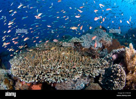 Several Species Of Small Schooling Fish Such As Damselfish Fusiliers