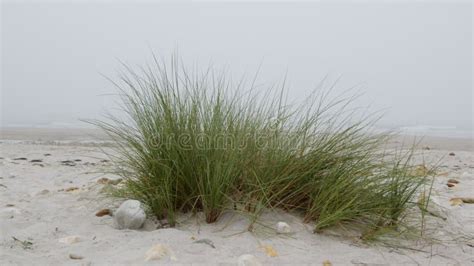 Wind Blowing Beach Grass On Overcast Day Stock Video Video Of Nature