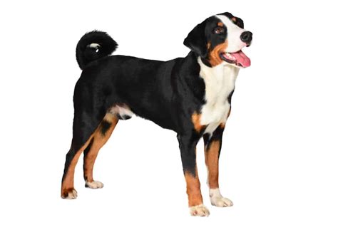 Cockapoo Carácter Dieta Cuidados Cockapoo Carácter Dieta Cuidados