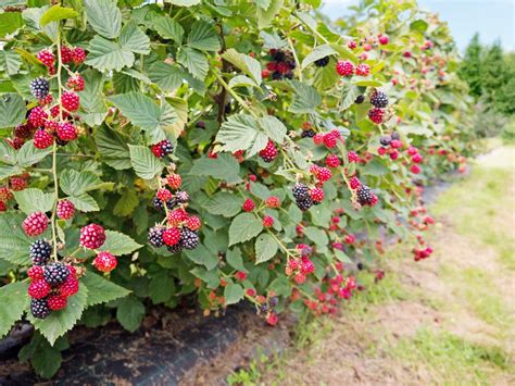 Wild Raspberry Bush