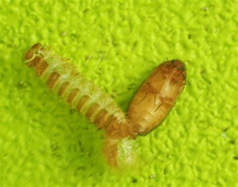 Reesa Vespulae Galerie