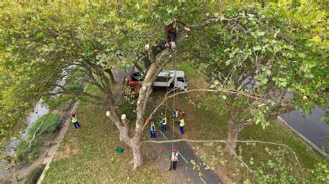 Residents Encouraged To Participate In The Citys Tree Replacement