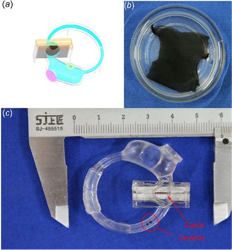 Our Bionic One Dimensional Scc Model A A Schematic Diagram Of Our