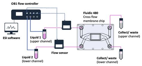 Cell Perfusion In A Cross Flow Membrane Chip Microfluidics Innovation