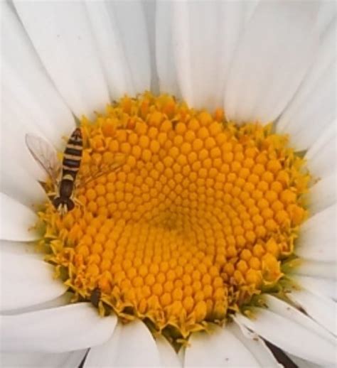 🌱celia Wood On Twitter Hover Fly On A Daisy For Insectthursday