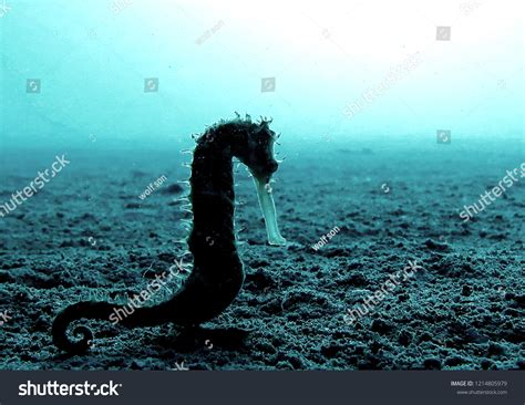 Cartera De Fotos E Imágenes De Stock De Wolf Son Shutterstock