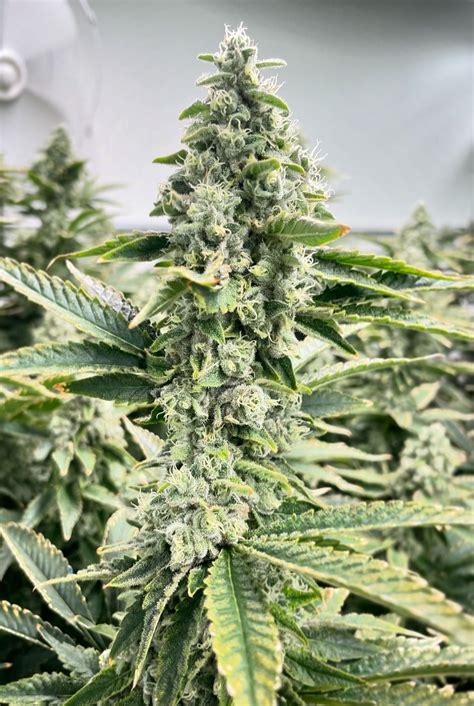 Super Seed Co Super Grass Supreme Seed Bank Cannabis Strains