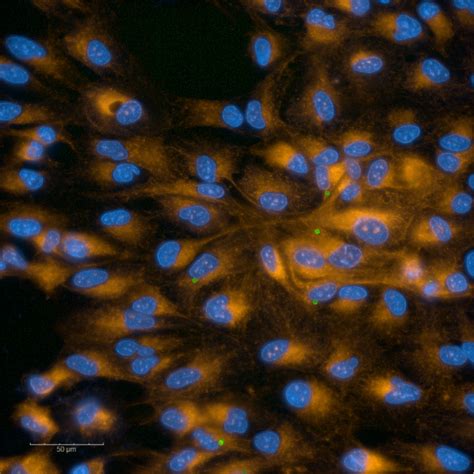 Measuring Cell Fluorescence Using Imagej