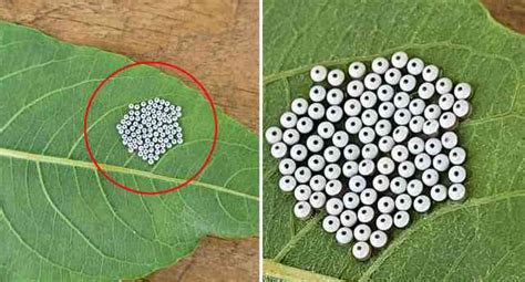 Insect Mystery Discovering Tiny White Eggs Riveal