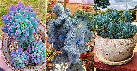 11 Best Blue Succulents To Brighten Up Your Garden Succulent Garden Web