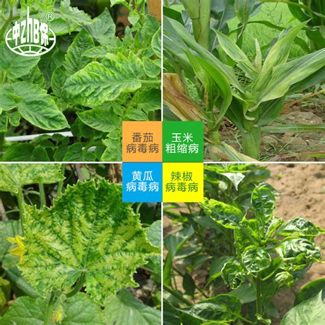 中保爆款阿泰灵蛋白质生物农药氨基寡糖厂家直销蔬菜杀菌剂15g袋虎窝淘