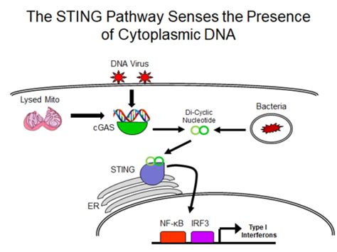 Lecture 3 The Innate Immune Response Barriers And Pathogen Recognition Flashcards Quizlet