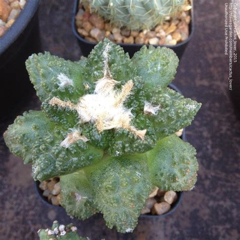Plantfiles Pictures Living Rock Living Stone Cactus False Peyote