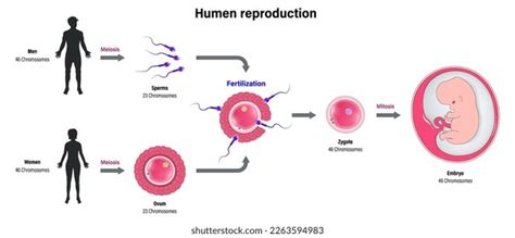 3 Thousand Process Human Fertilization Royalty Free Images Stock