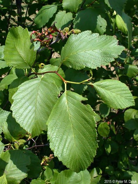 Speckled Alder Identification