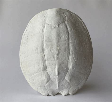 Sea Turtle Shell House Parts Inc