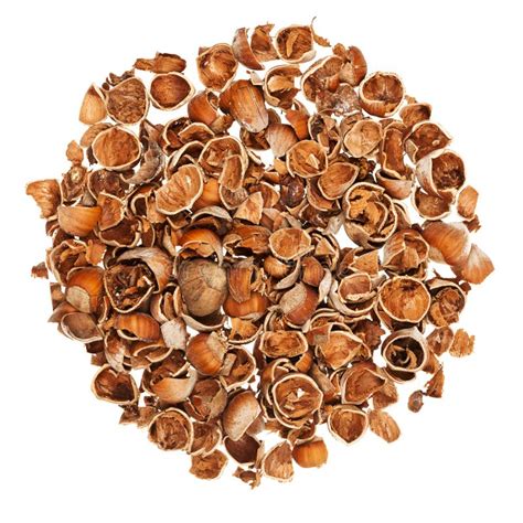 Empty Hazelnut Shells Stock Image Image Of Shells Discard 3103181