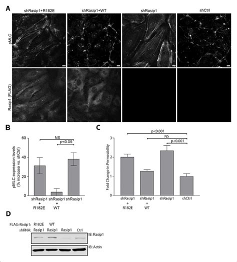 Rap1 Binding Deficient Rasip1 Fails To Rescue Mlc Phosphorylation And Download Scientific