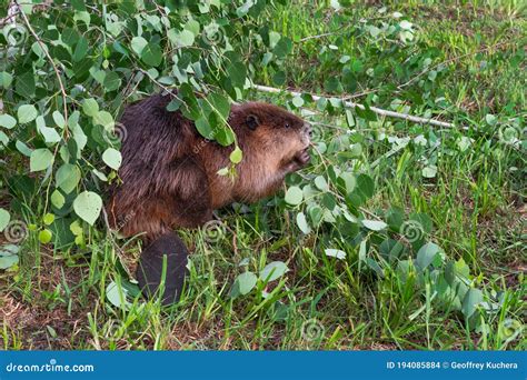 Adult Beaver Eating A Plant On Isla Navarino Patagonia Beaver In