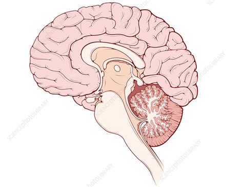 Brain Midsagittal View Stock Image C0249843 Science Photo Library