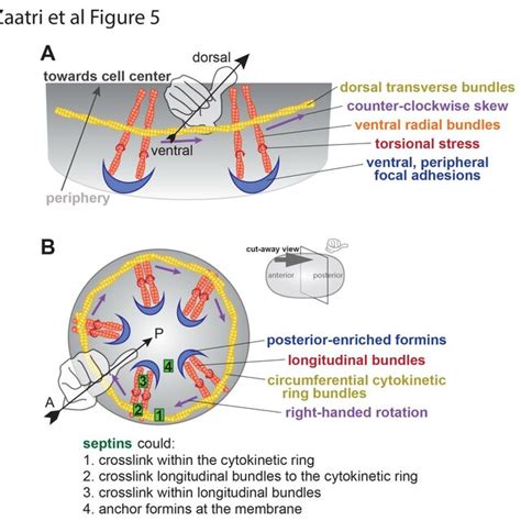 A Model For The Actin Cytoskeleton Structure In C Elegans Zygotes Download Scientific Diagram